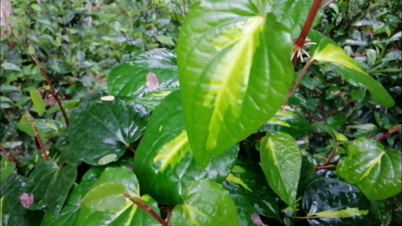 Nagavalli Ointment - Cracked Skin & Feet Relief - SDP Ayurveda