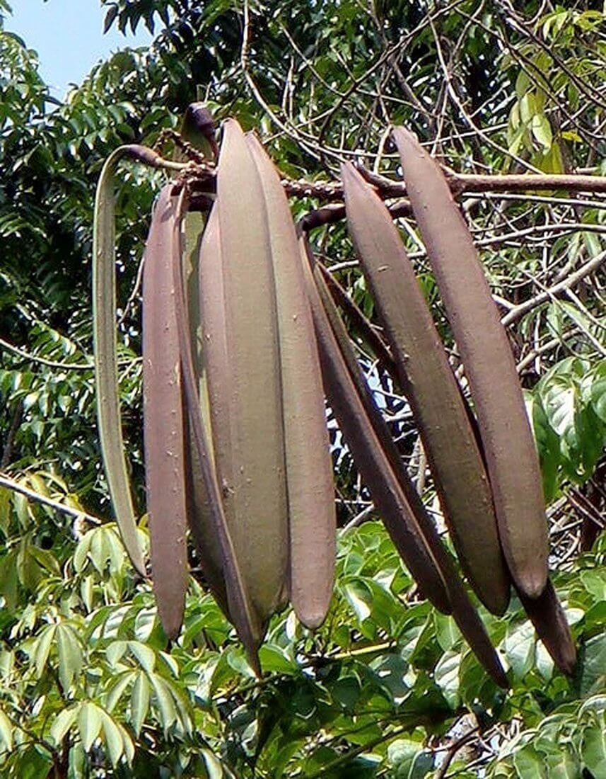 Amritharista - SDP Ayurveda